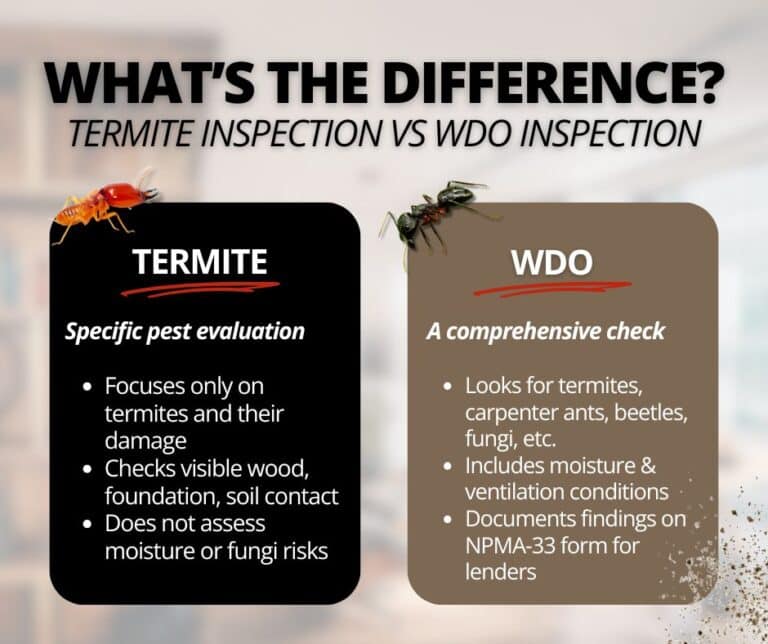What is a WDO Inspection and When Do I Need One? - Champia Real Estate ...
